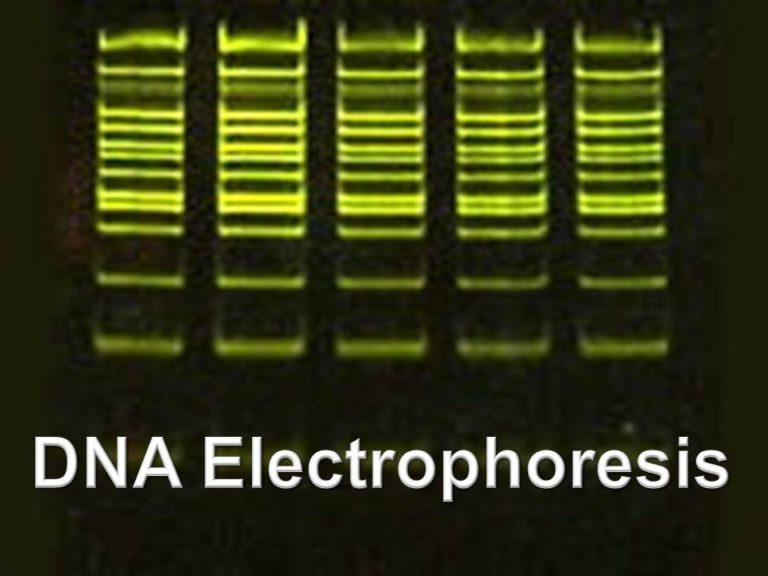 Nucleic Acid Electrophoresis